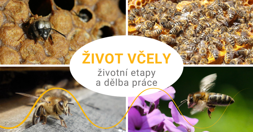 Etapy v životě včely: život včelí dělnice | Rodinná firma Pleva