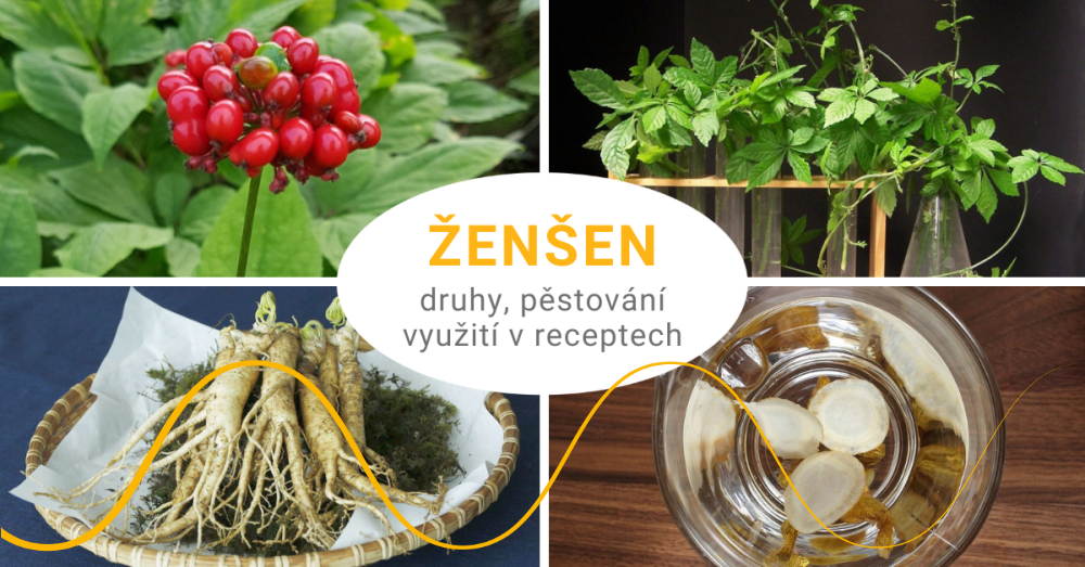 Ženšen - druhy, pěstování, využití v receptech | Pleva