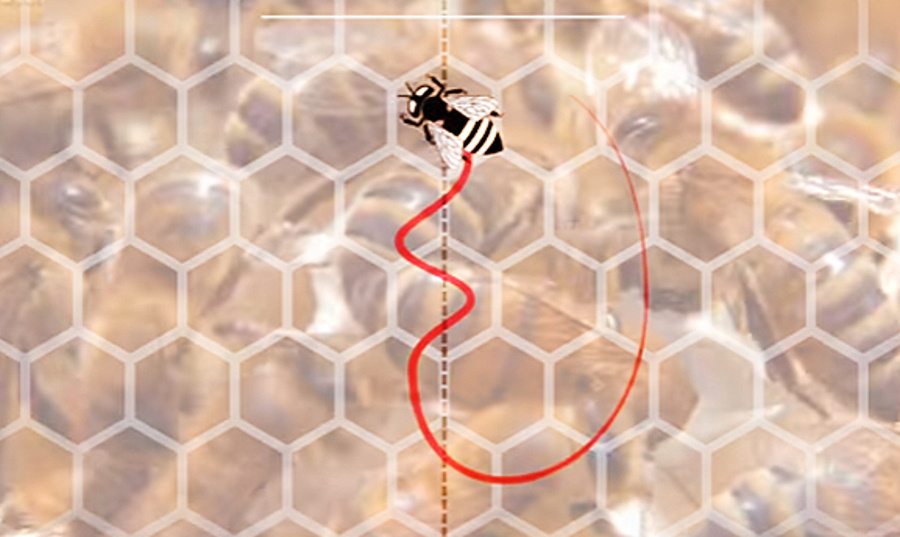 Včela tančí na plastech, včelka tančí, komunikuje, včelí tanec, taneček